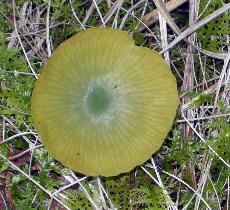 Biodiversity of Macrofungi of Northern Door County – Cofrin Center for ...