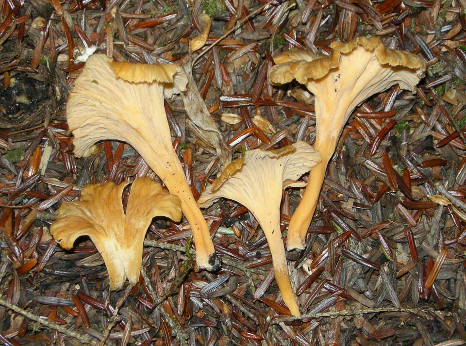 Biodiversity of Macrofungi of Northern Door County – Cofrin Center for ...