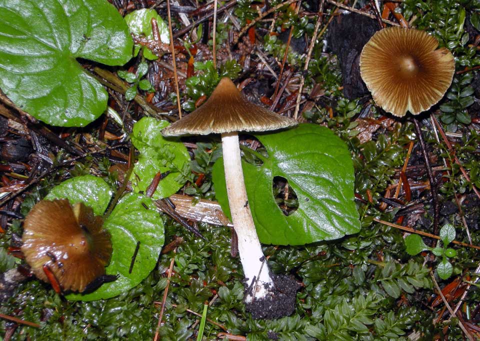 Biodiversity of Macrofungi of Northern Door County – Cofrin Center for ...