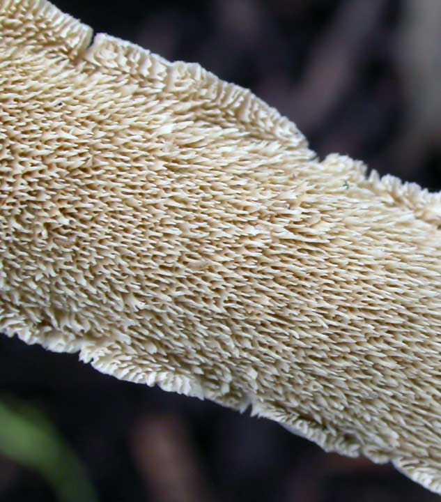 Biodiversity of Macrofungi of Northern Door County – Cofrin Center for ...