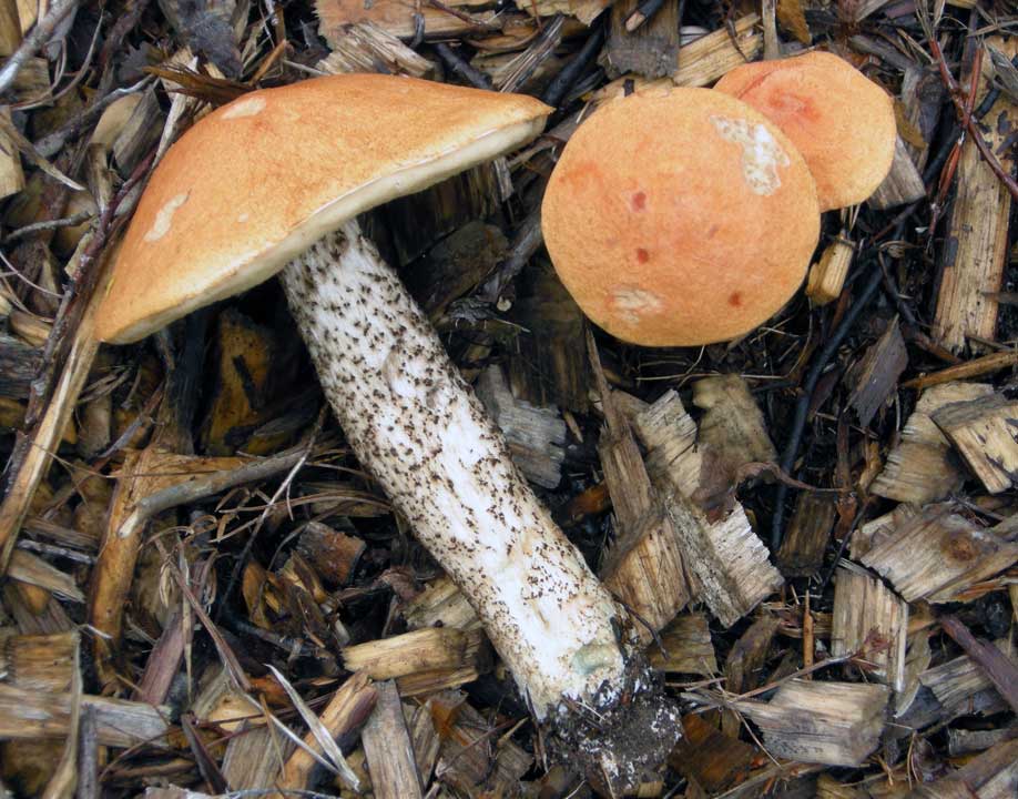 Biodiversity of Macrofungi of Northern Door County – Cofrin Center for ...
