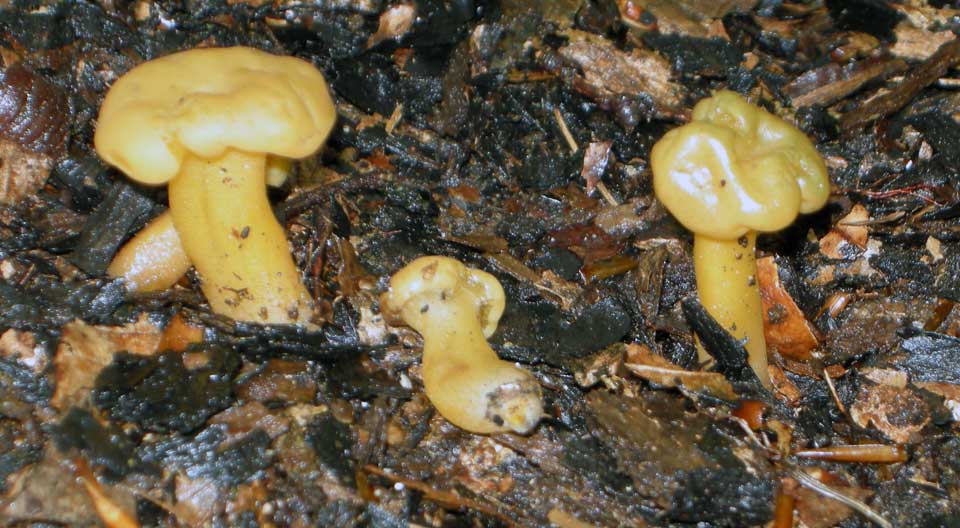 Biodiversity of Macrofungi of Northern Door County – Cofrin Center for ...