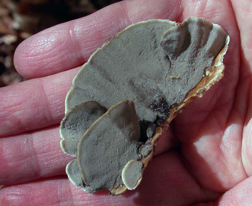 Biodiversity of Macrofungi of Northern Door County – Cofrin Center for ...